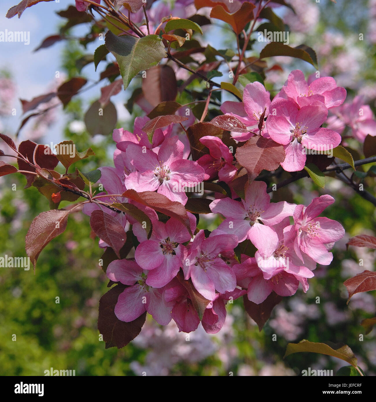 Malus Rudolph, Malus 'Rudolph' Stock Photo - Alamy