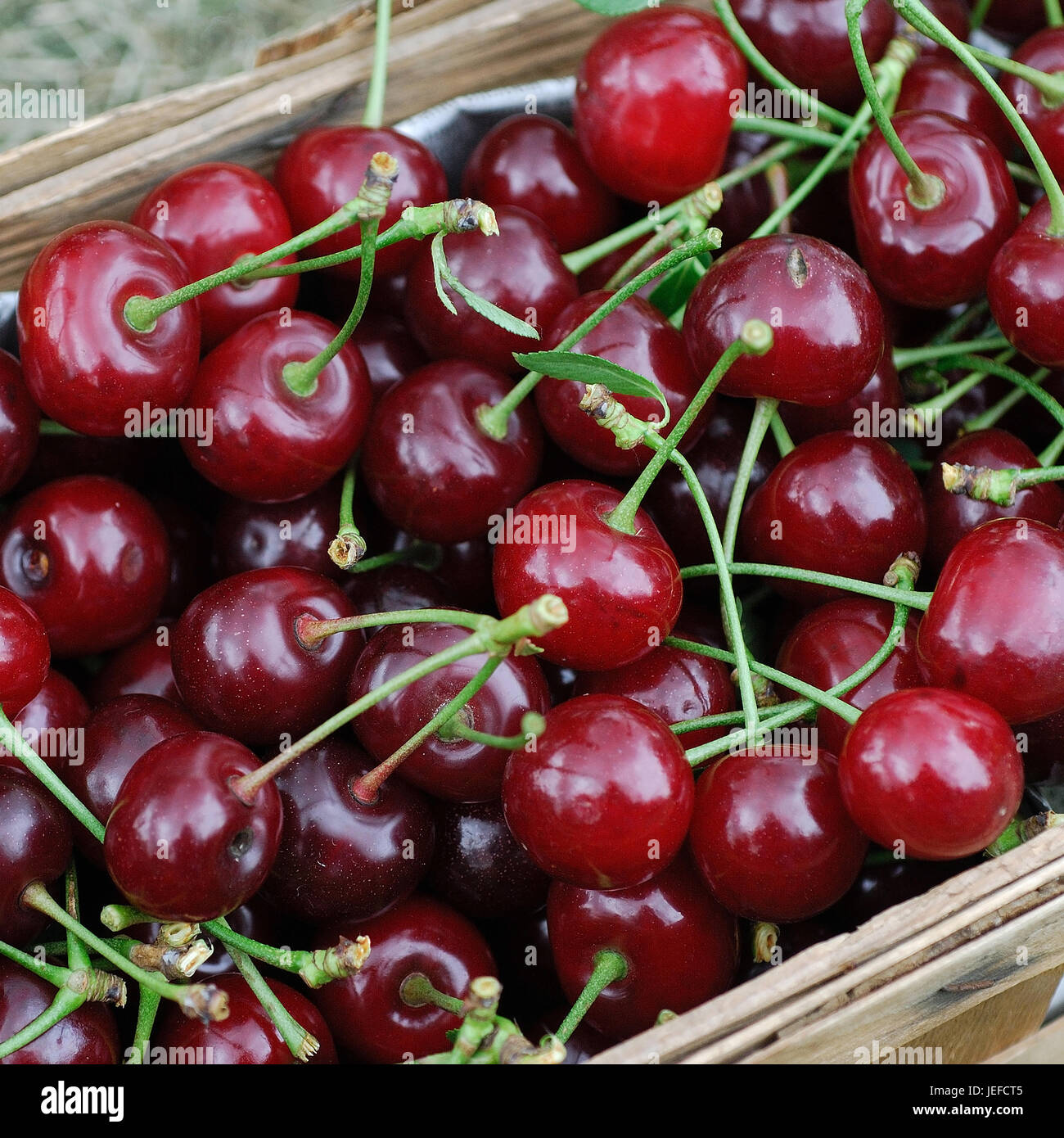 Squarely prunus cerasus hi-res stock photography and images - Alamy
