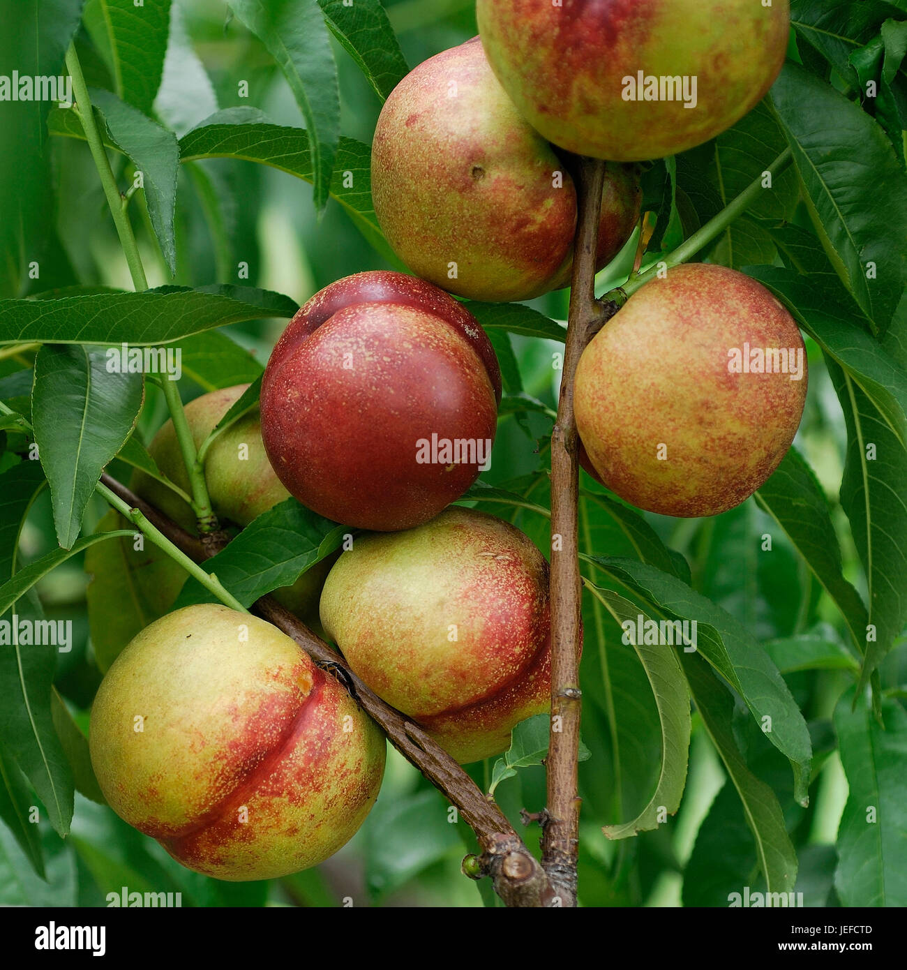 Prunus nucipersica Nectared 6 Stock Photo - Alamy