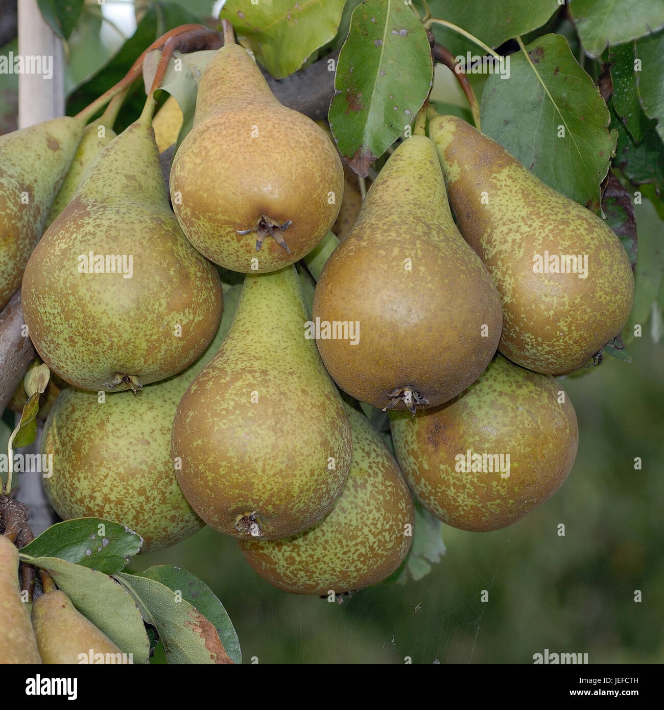 Pyrus communis Conference, Pyrus communis 'Conference' Stock Photo - Alamy