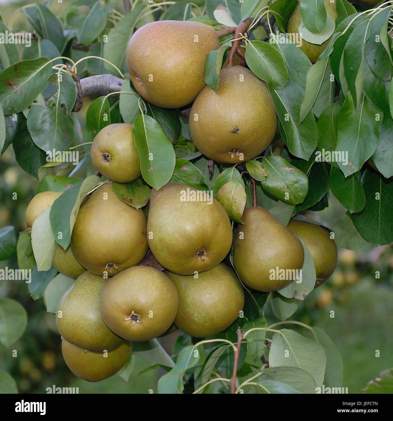 Pyrus communis Gellerts butter pear, Pyrus communis 'Gellerts ...