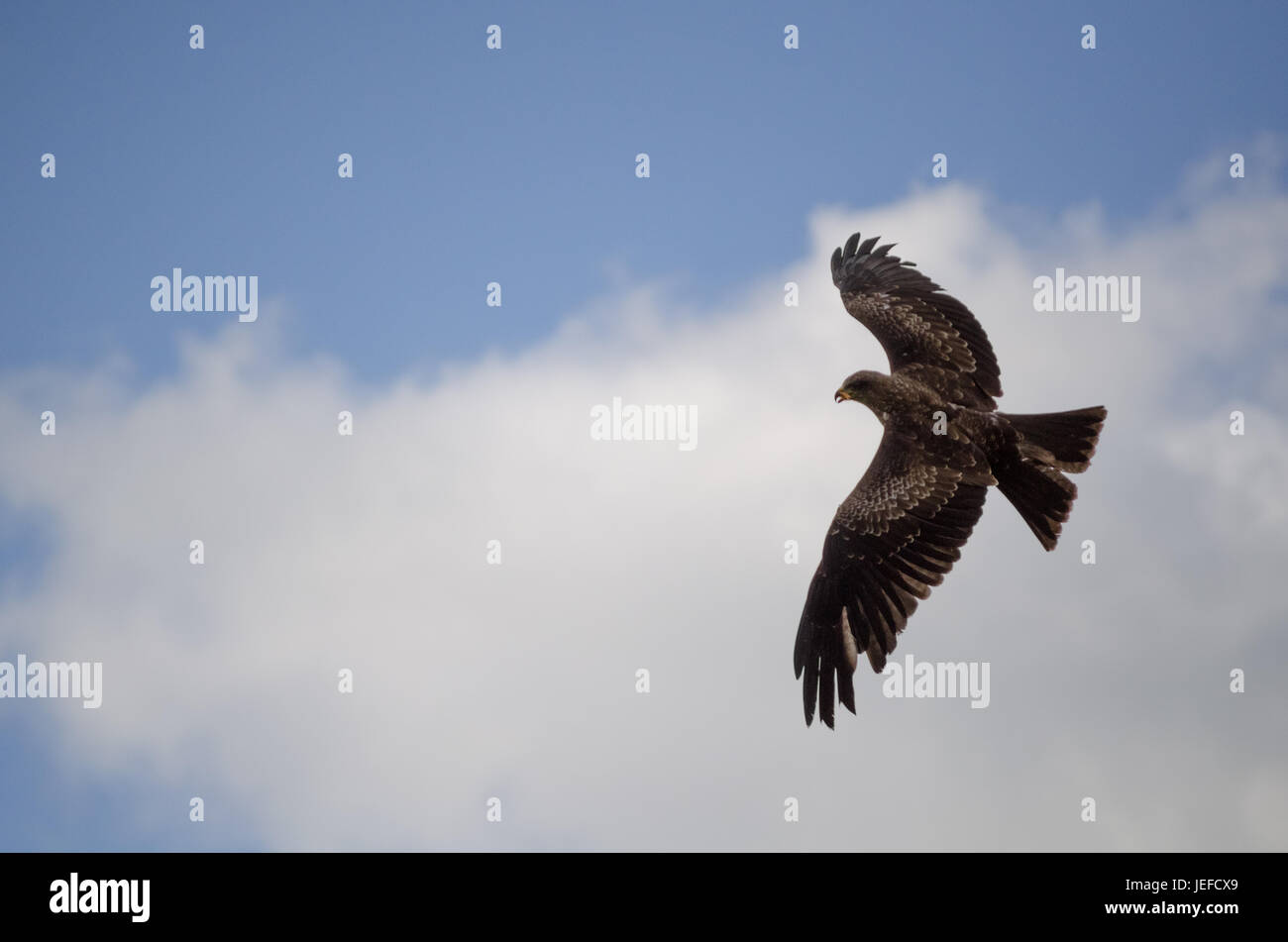 Beautiful hawk hi-res stock photography and images - Alamy
