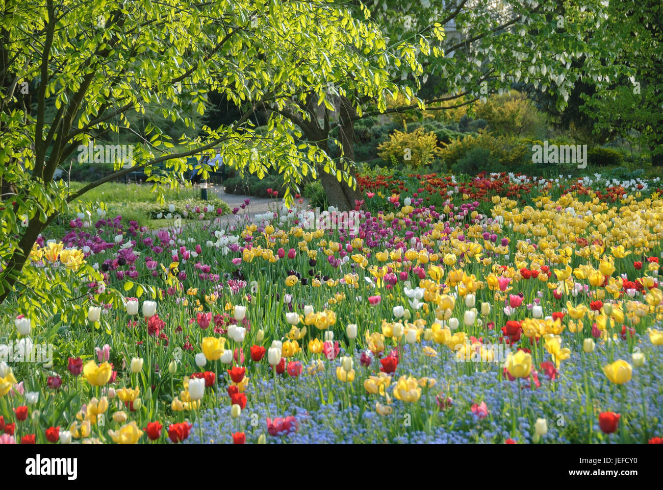 Bed of tulips in the Hermann's court of wine home, Kentucky-yellow wood ...