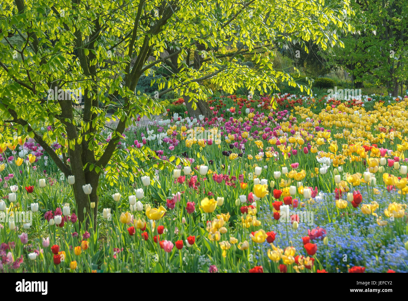 Bed of tulips in the Hermann's court of wine home, Kentucky-yellow wood ...