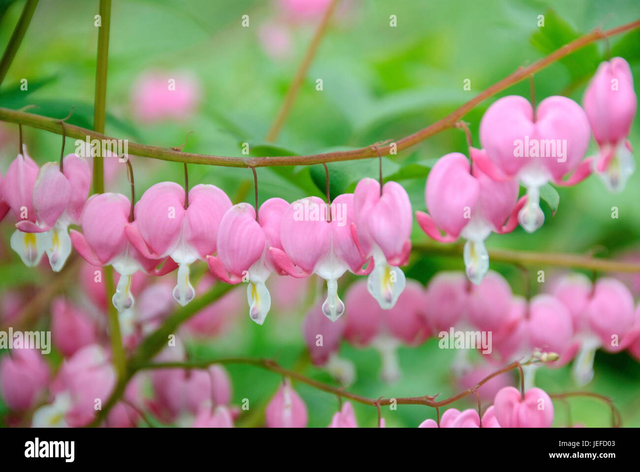 Watering heart, Dicentra spectabilis , Traenendes Herz (Dicentra ...
