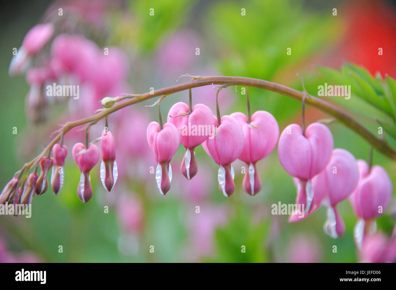 Watering heart, Dicentra spectabilis , Traenendes Herz (Dicentra ...