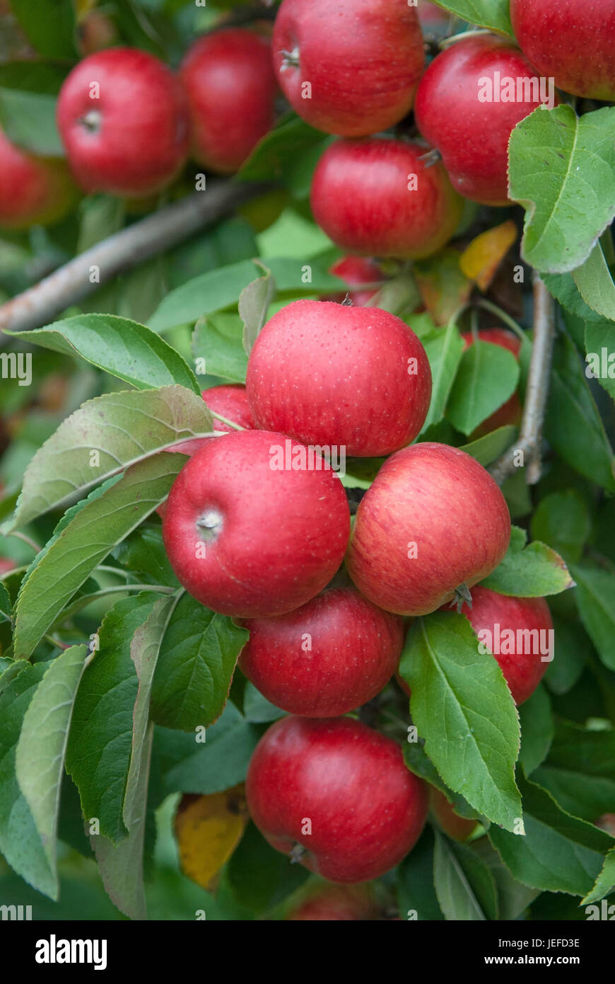 Topaz apple malus hi-res stock photography and images - Alamy