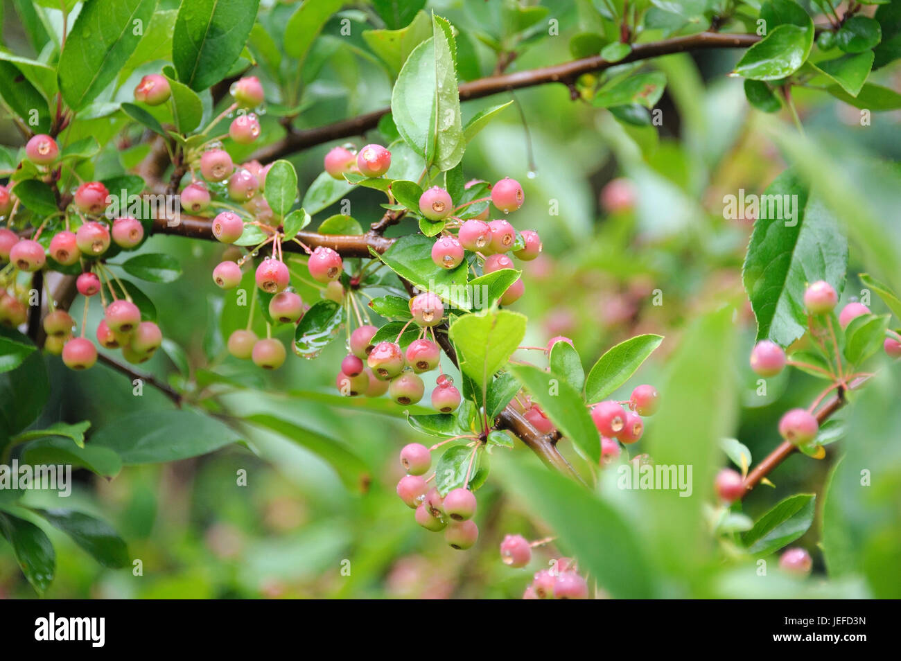 Shrub apple, Malus toringo var. sargentii , Strauch-Apfel (Malus ...