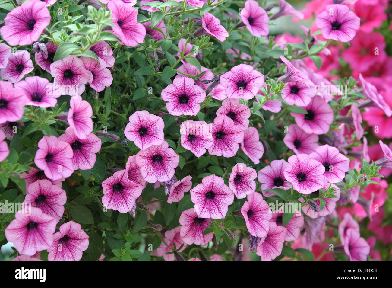 Beet und balkonpflanze aussen hi-res stock photography and images - Alamy