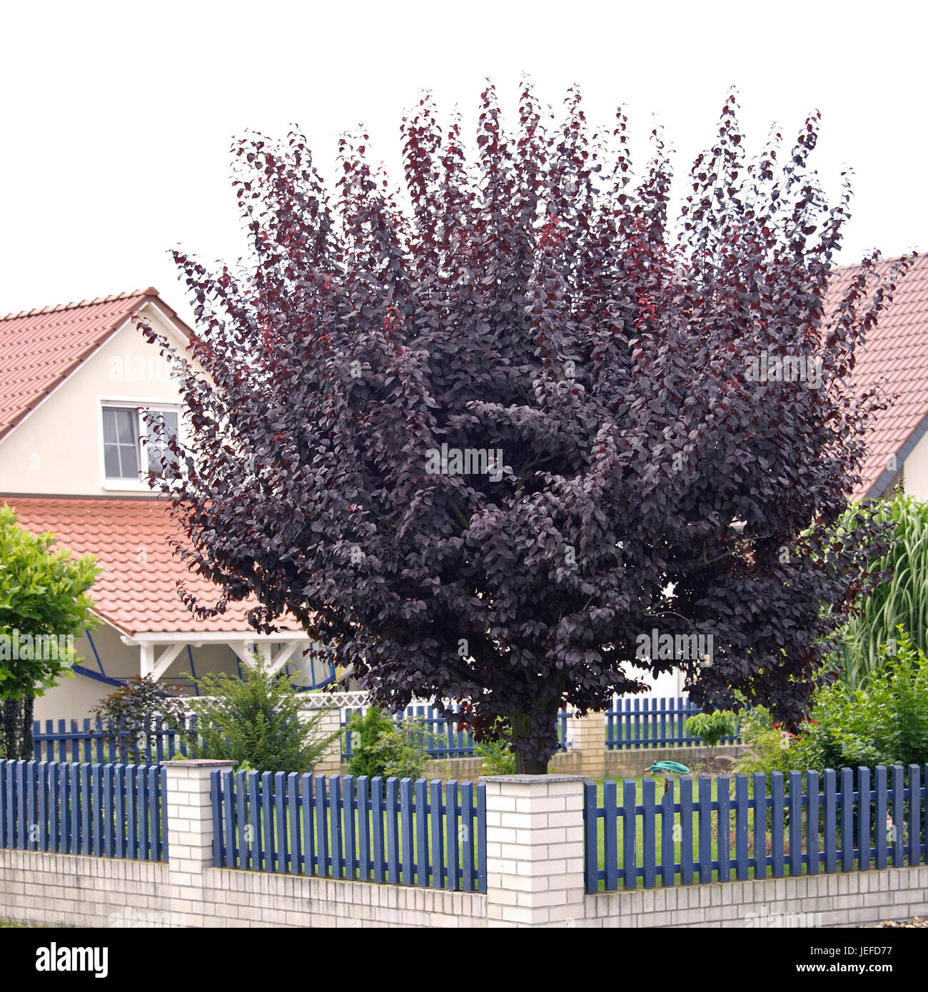 Blood plum, Prunus cerasifera Nigra , Blut-Pflaume (Prunus cerasifera ...