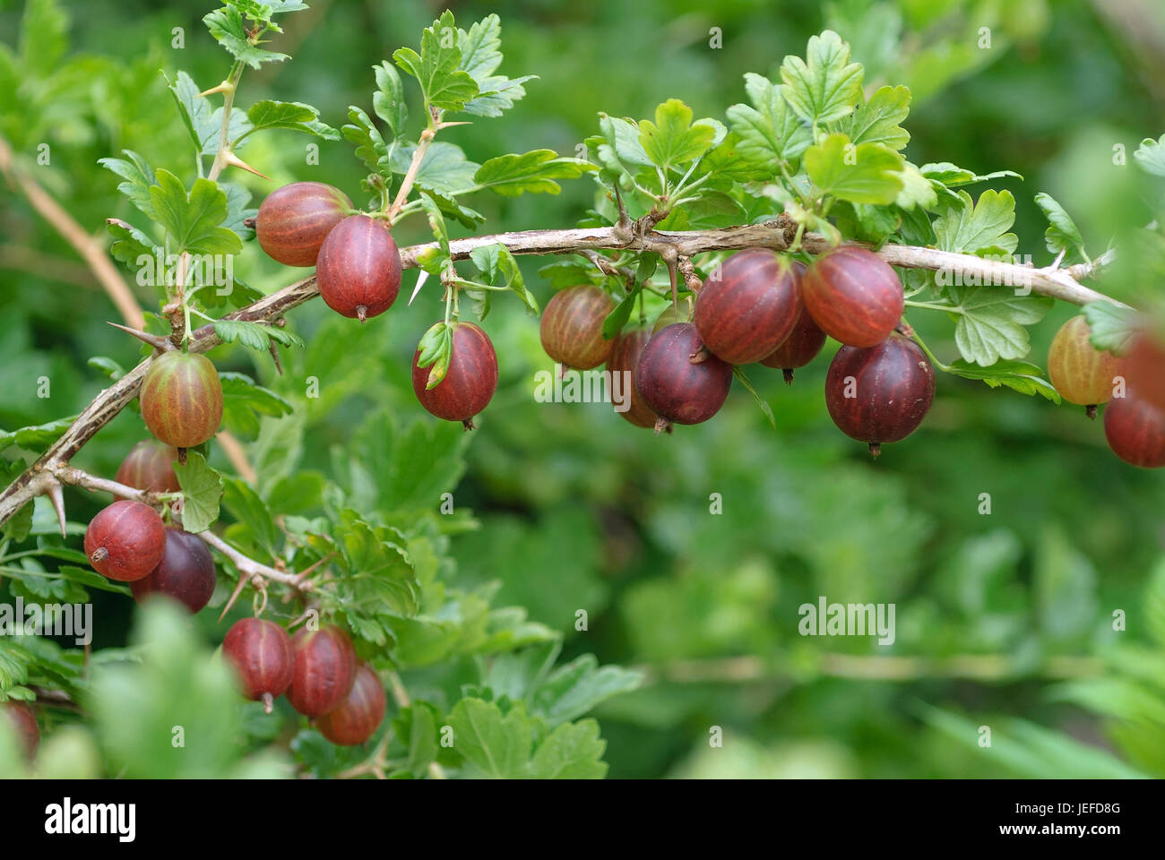 Gooseberry, Ribes uva-crispa Remarka , Stachelbeere (Ribes uva-crispa ...