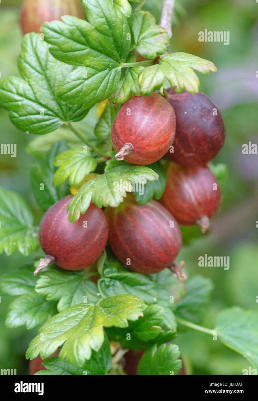 Ribes uva crispa remark hi-res stock photography and images - Alamy