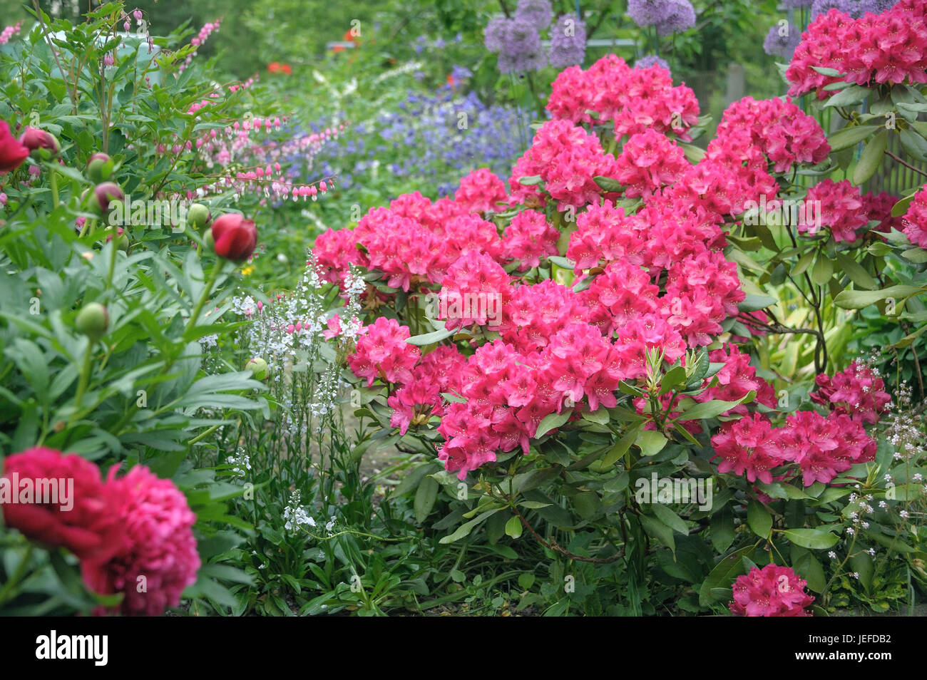 Rhododendron, rhododendron Nova Zembla , Rhododendron (Rhododendron ... Rhododendron, rhododendron Nova Zembla , Rhododendron (Rhododendron ...