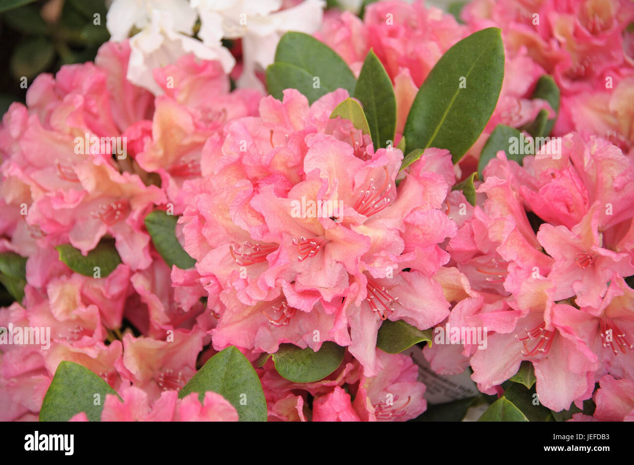 Yakushima rhododendron, rhododendron Brazil , Yakushima-Rhododendron ...