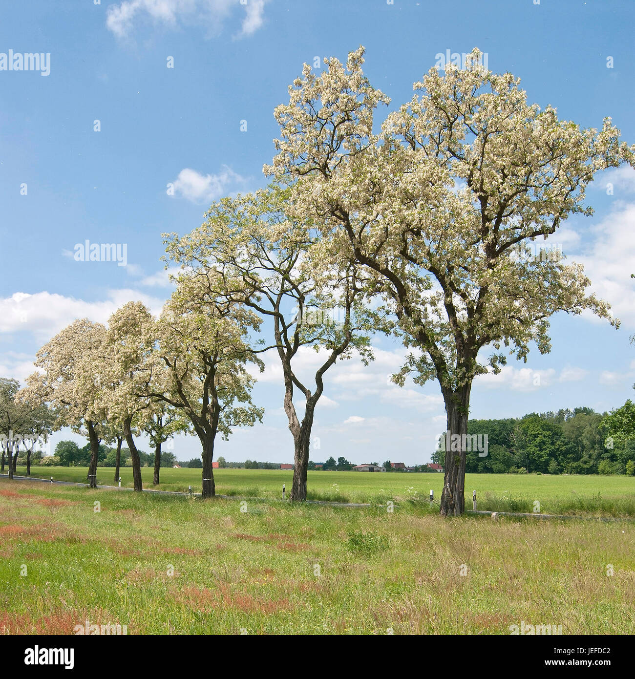 False acacia avenue, Robinia pseudoacacia , Robinien-Allee (Robinia ...