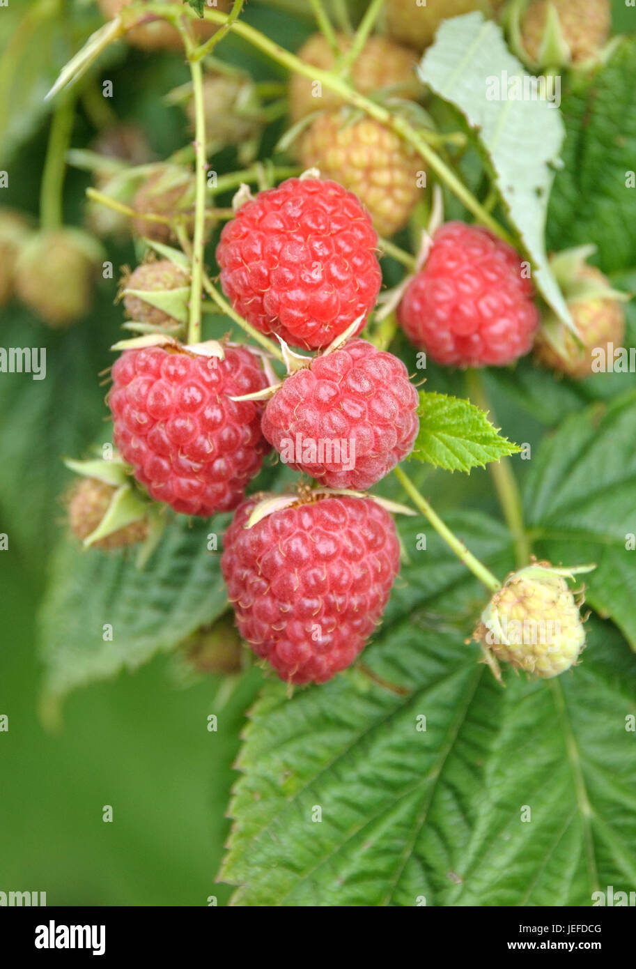 Raspberry, Rubus idaeus Sugana TWOTIMER , Himbeere (Rubus idaeus ...