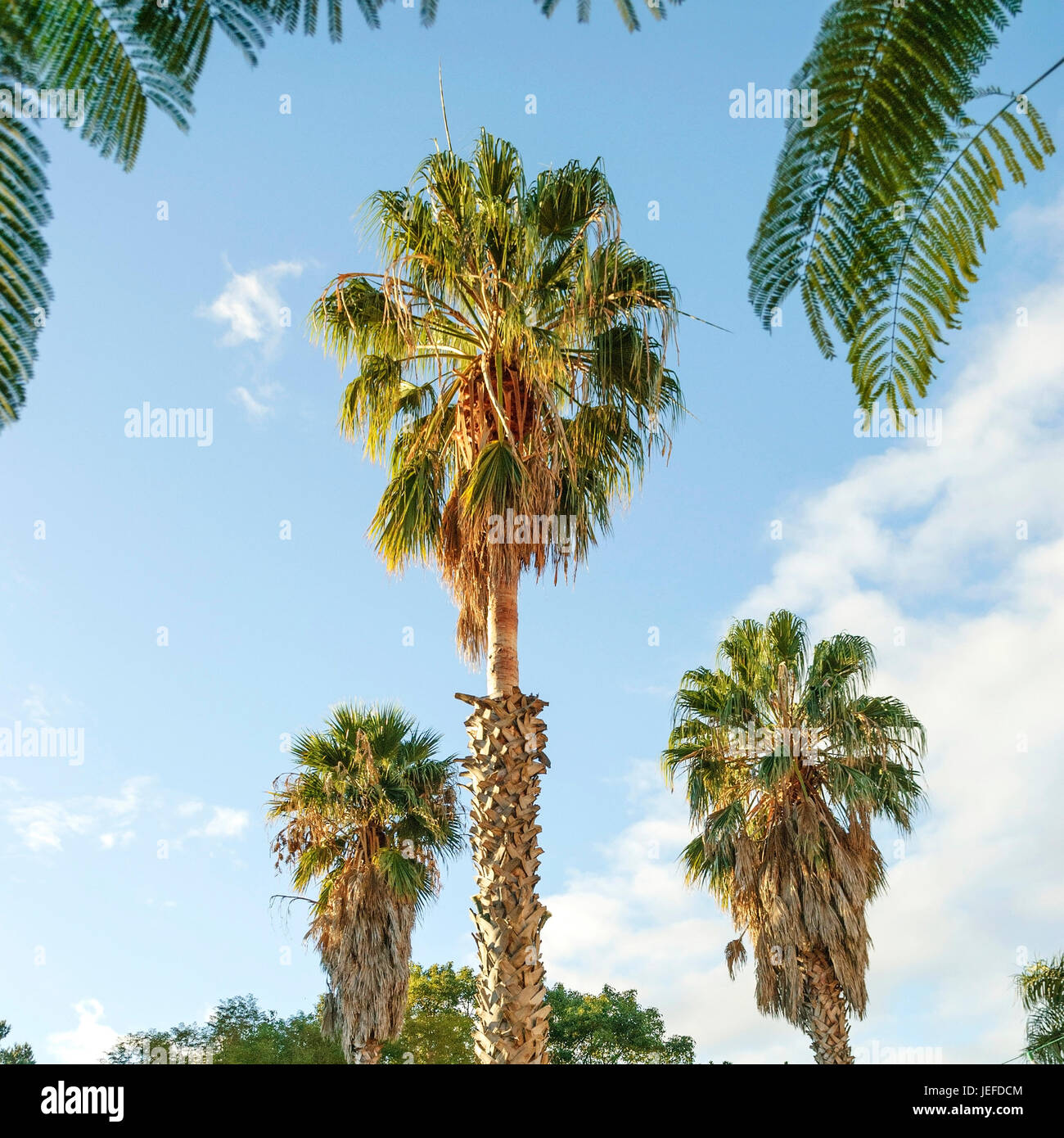 Mexican Washington palm, Washingtonia robusta , Mexikanische ...