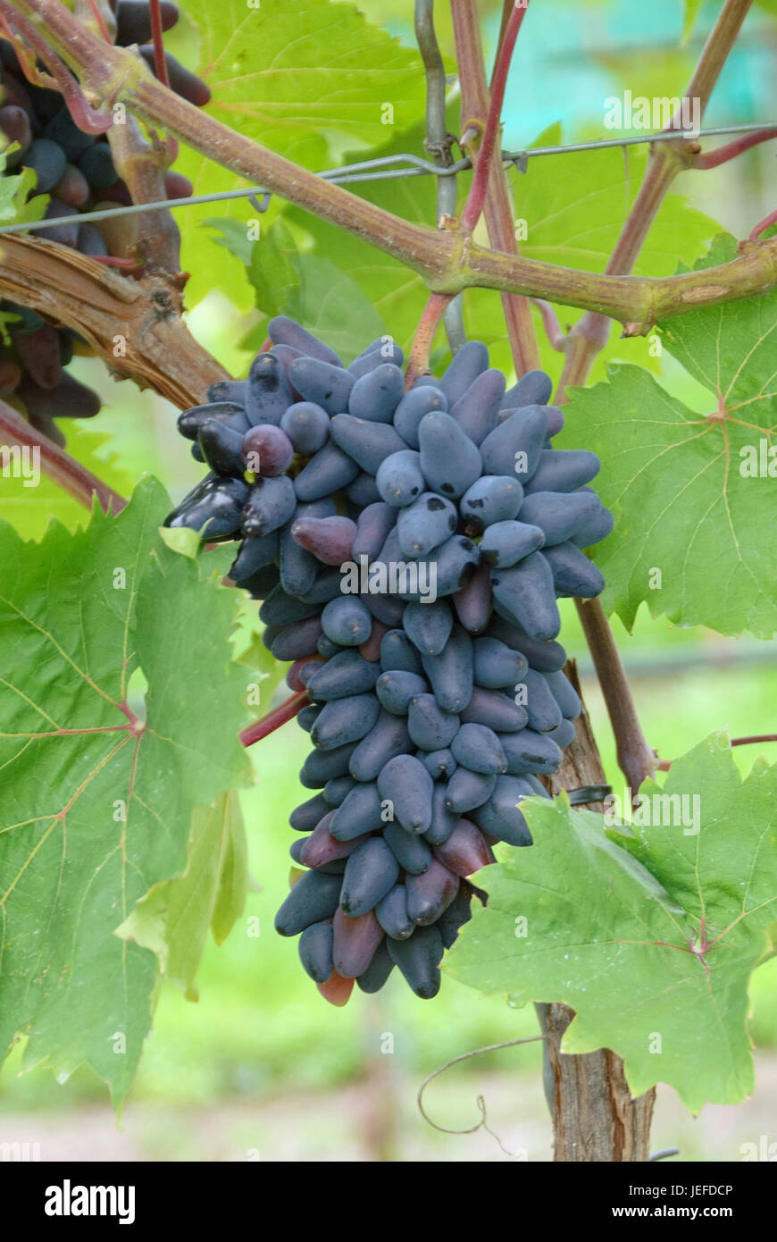 Vitis Vinifera Muscat Blue High Resolution Stock Photography and Images ...