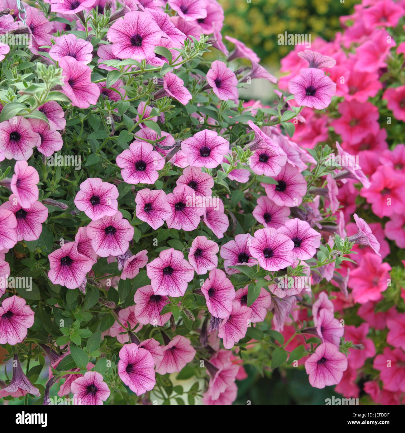 Surfinia purple vein hi-res stock photography and images - Alamy