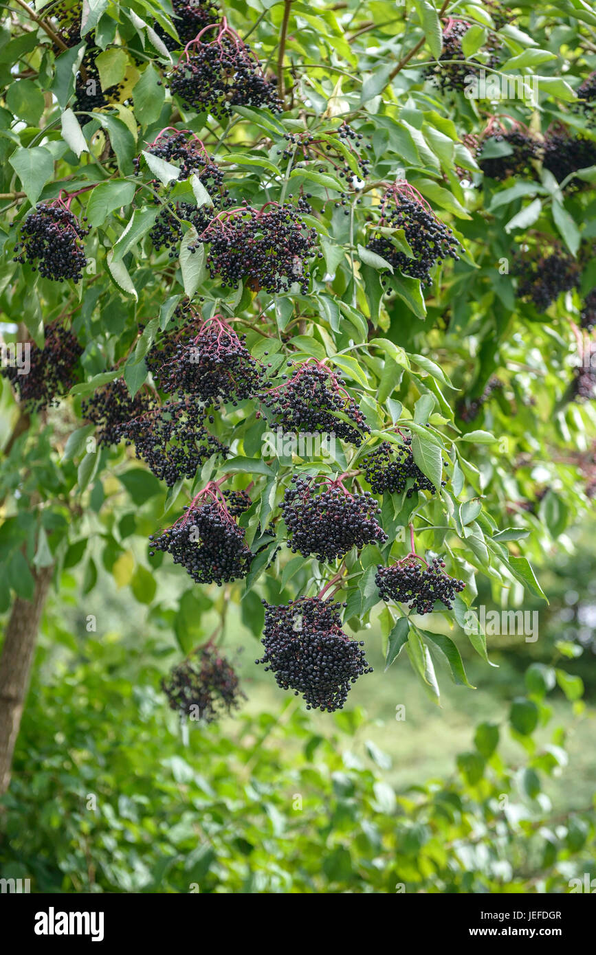 Holunder wildobst hi-res stock photography and images - Alamy