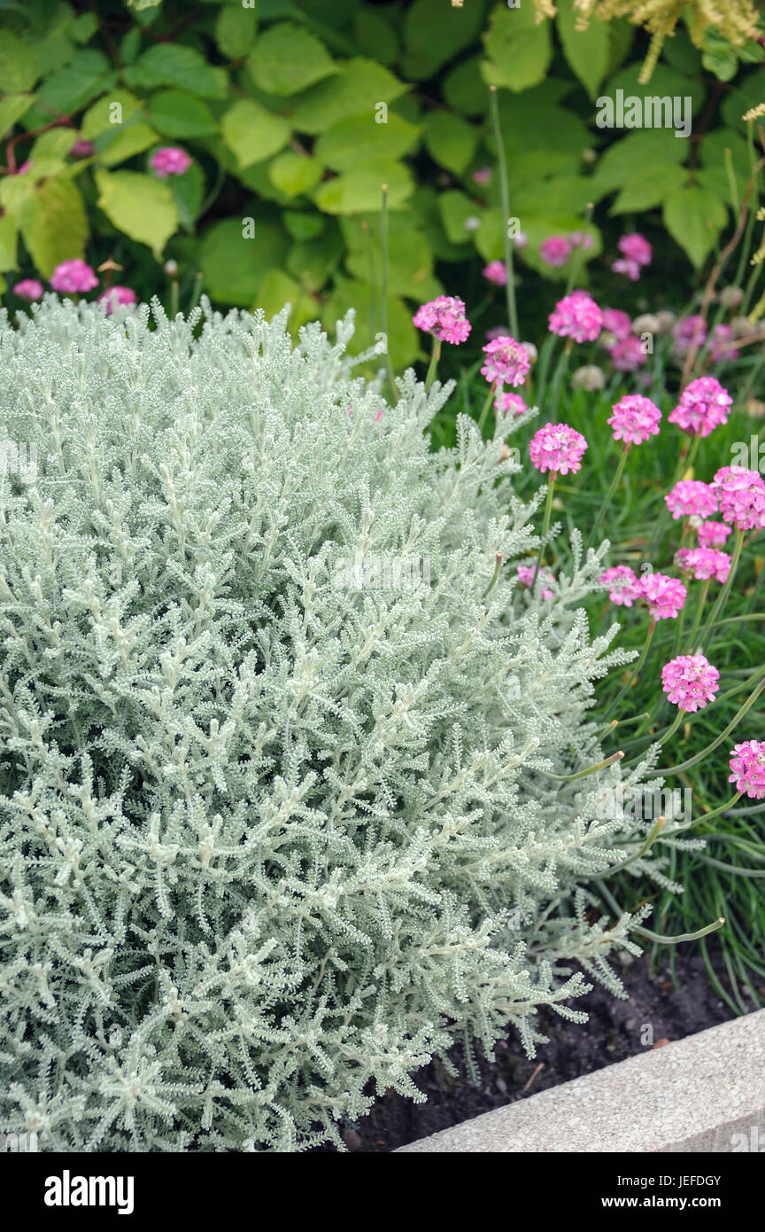 Grey saints herb hi-res stock photography and images - Alamy