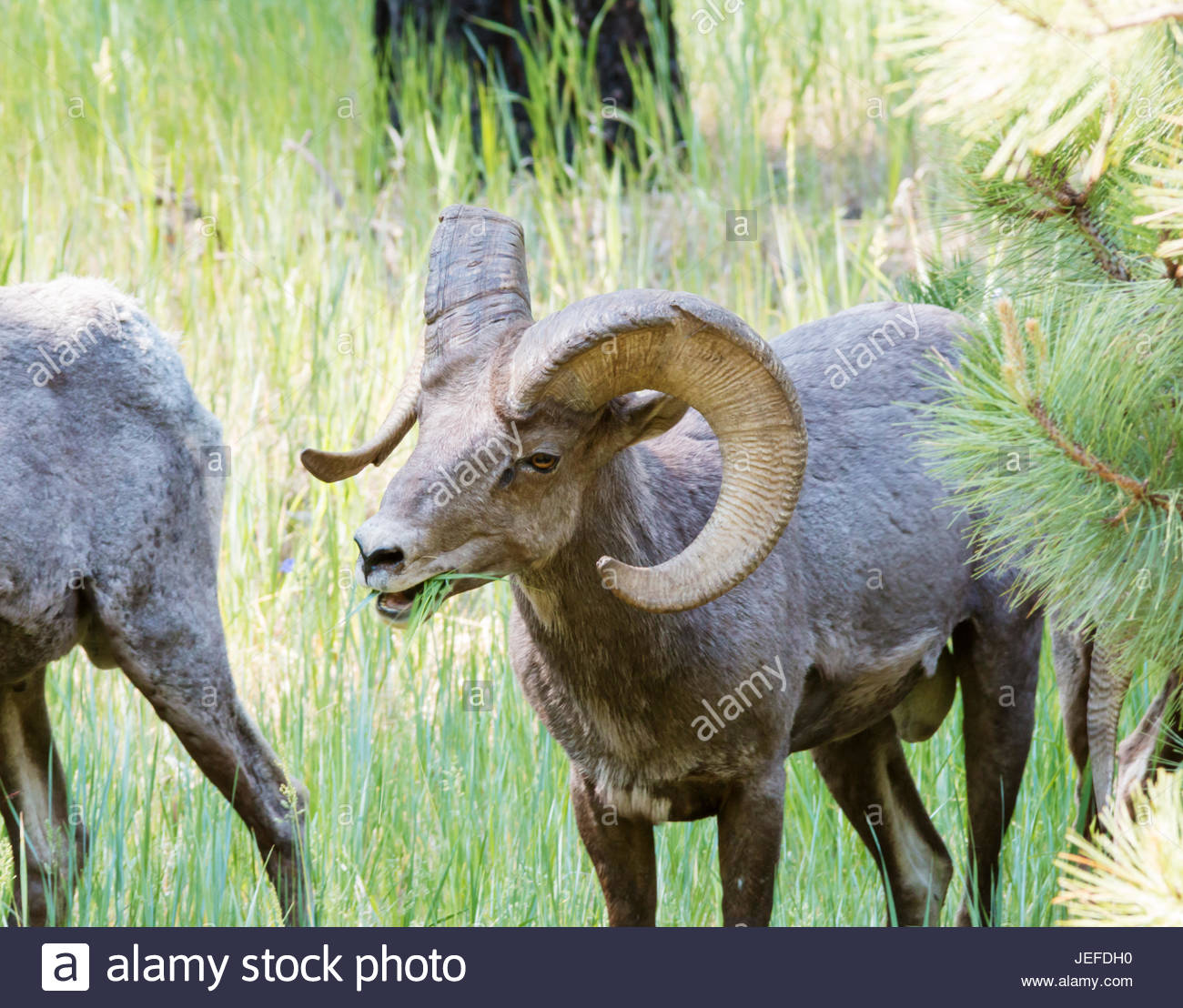 Ram Eating High Resolution Stock Photography and Images - Alamy