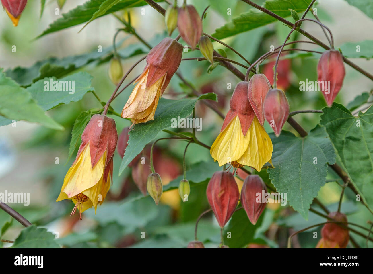 Creeping nice mallow, Abutilon megapotamicum , Kriechende Schönmalve ...