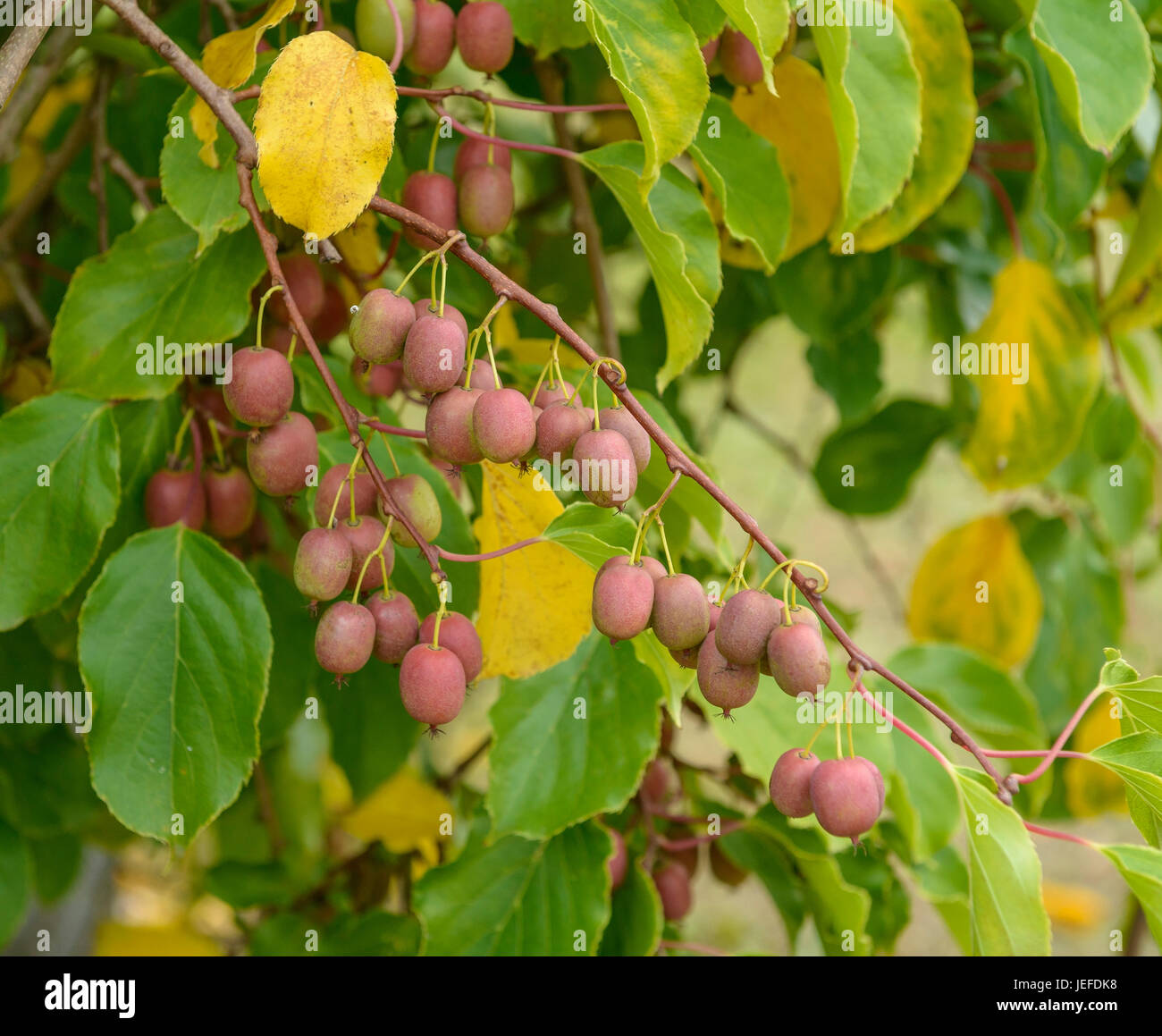 Mini kiwi hi-res stock photography and images - Alamy