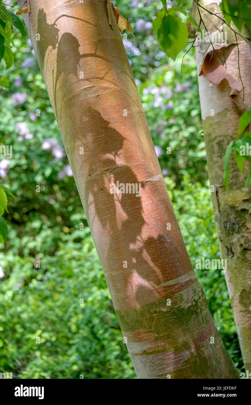 Copper birch tree hi-res stock photography and images - Alamy
