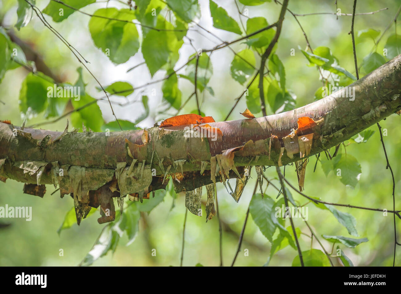 Copper birch, Betula albosinensis var. albosinensis , Kupfer-Birke ...