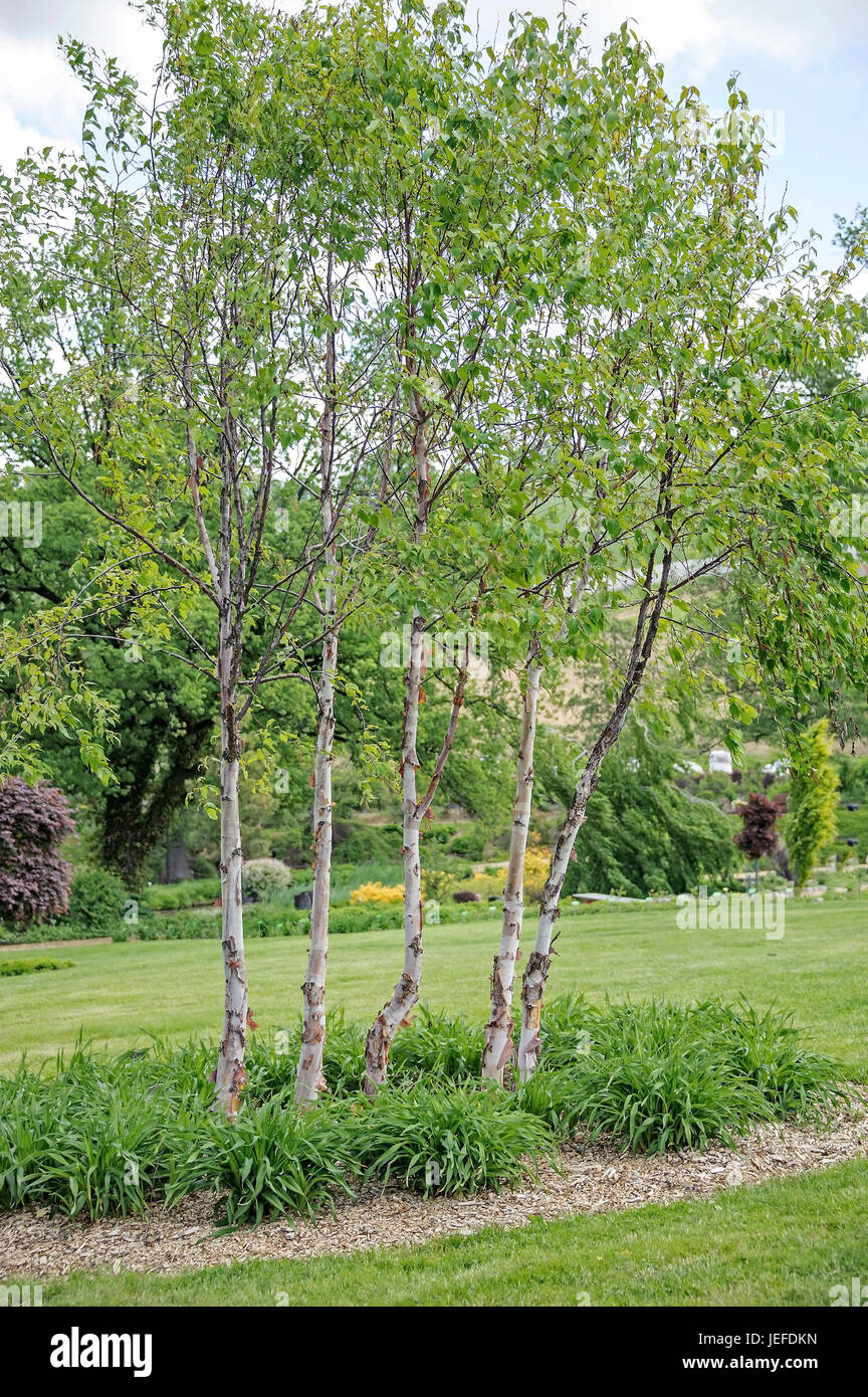Copper birch, Betula albosinensis var. albosinensis , Kupfer-Birke ...