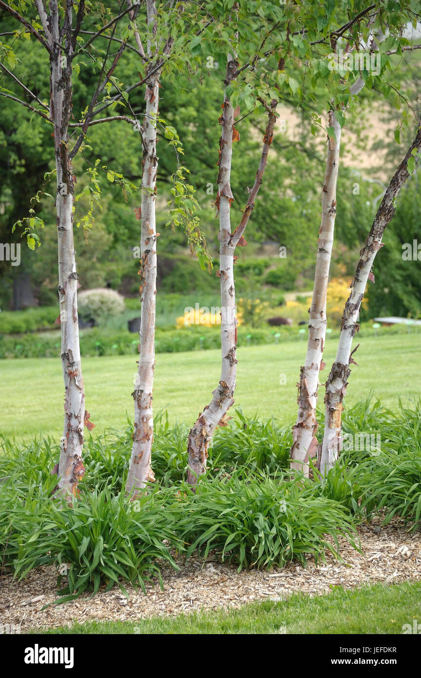 Copper birch, Betula albosinensis var. albosinensis , Kupfer-Birke ...