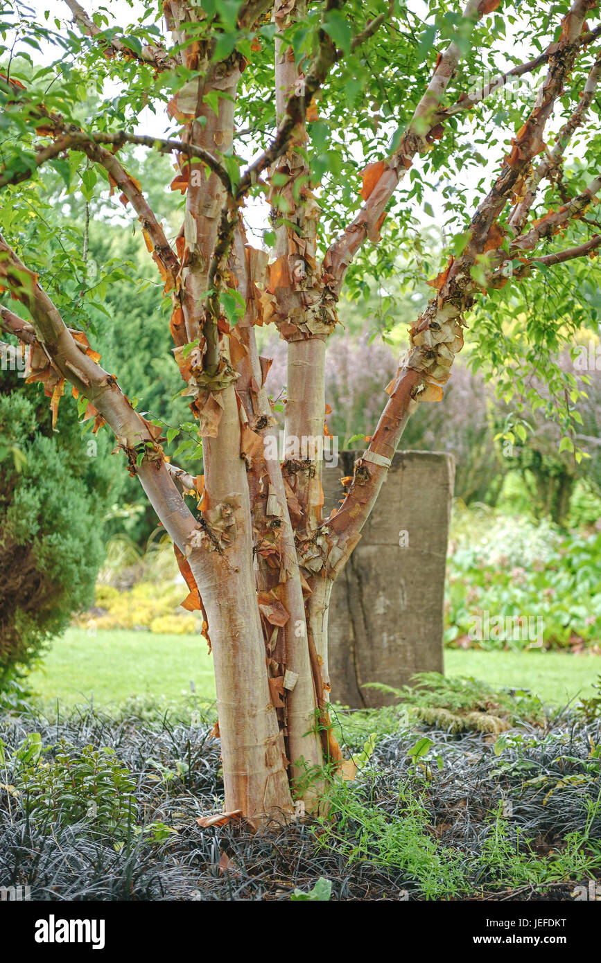 Copper Birch Tree Stock Photos & Copper Birch Tree Stock Images - Alamy