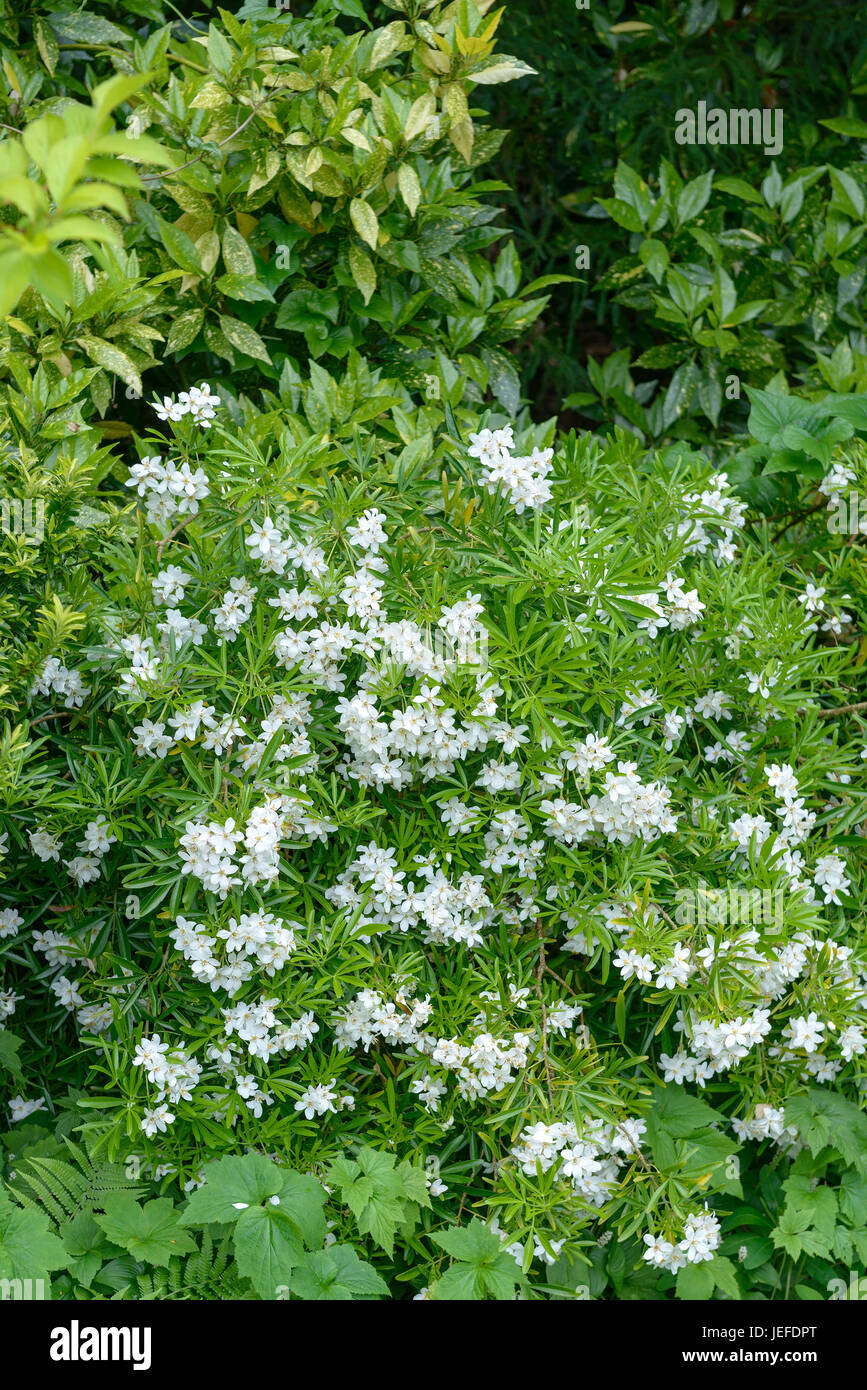 Choisya aztec pearl hi-res stock photography and images - Alamy