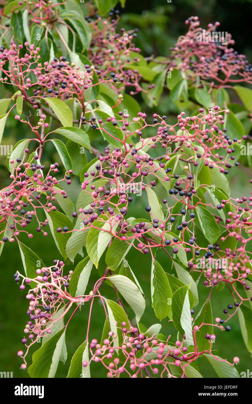 Pagoda dogwood, Cornus controversa , Pagoden-Hartriegel (Cornus ...