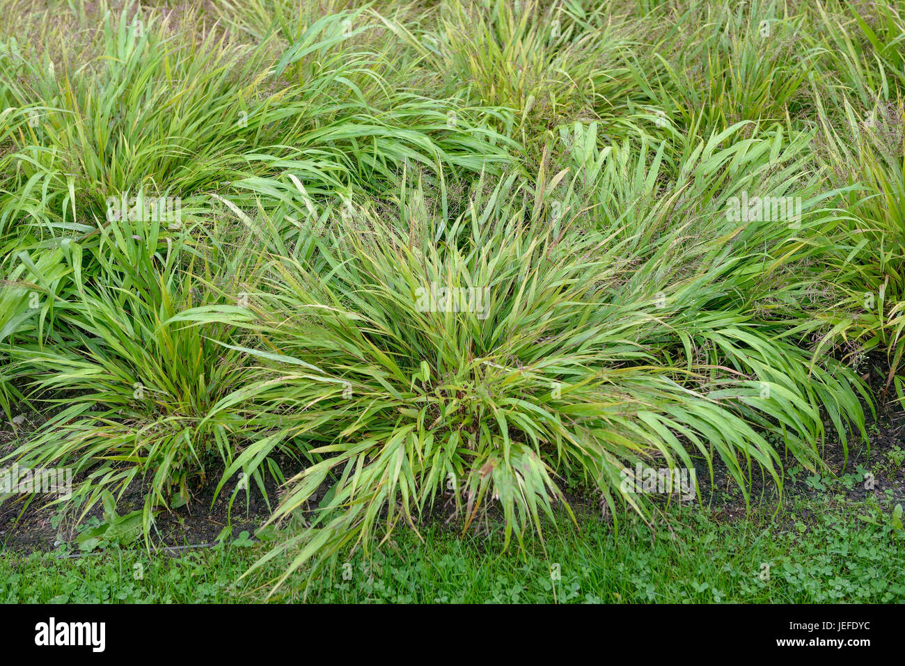 Japan-mountain grass, Hakonechloa macra , Japan-Berggras (Hakonechloa ...