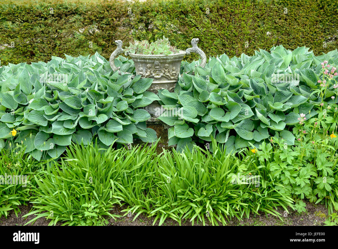 Funkie, Hosta tokudama , Funkie (Hosta tokudama Stock Photo - Alamy