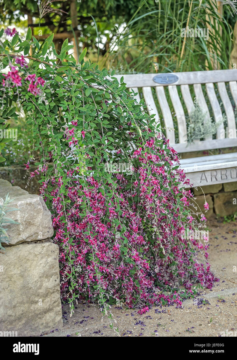 Bush clover, Lespedeza thunbergii , Buschklee (Lespedeza thunbergii ...