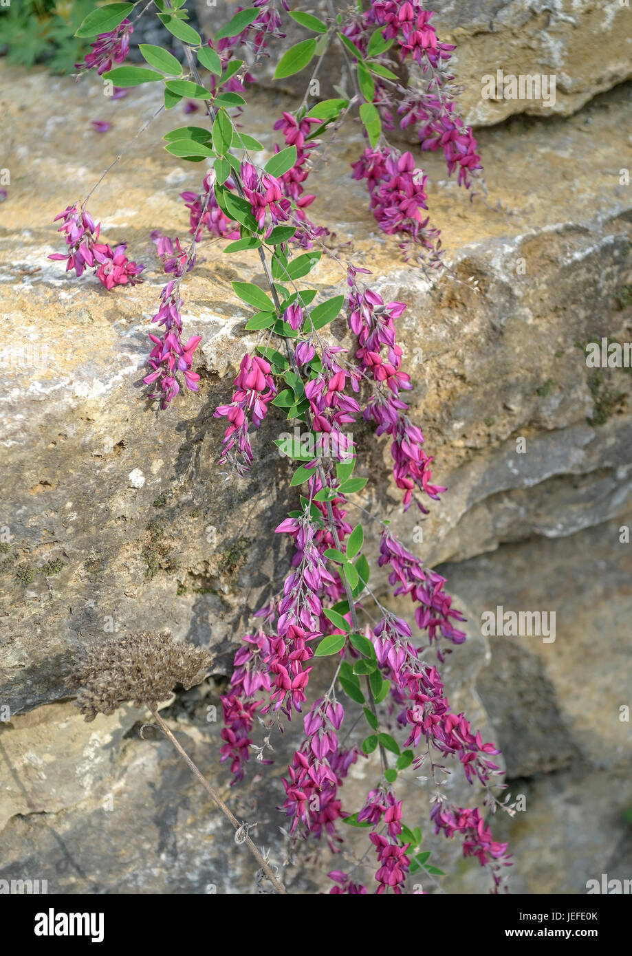 Bush clover, Lespedeza thunbergii , Buschklee (Lespedeza thunbergii ...