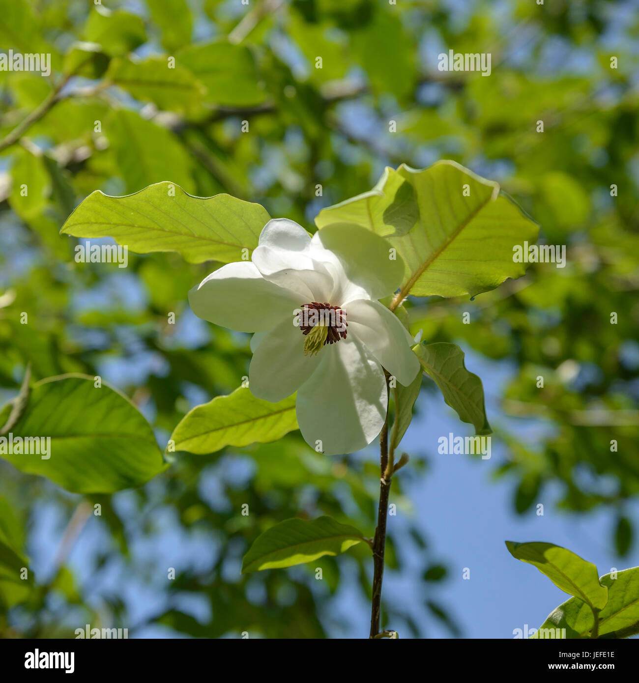 Summer magnolia, Magnolia wilsonii , Sommer-Magnolie (Magnolia wilsonii ...