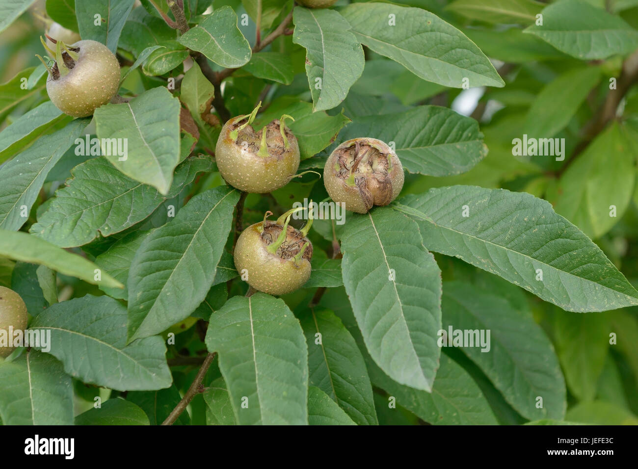 Mispel frucht hi-res stock photography and images - Alamy
