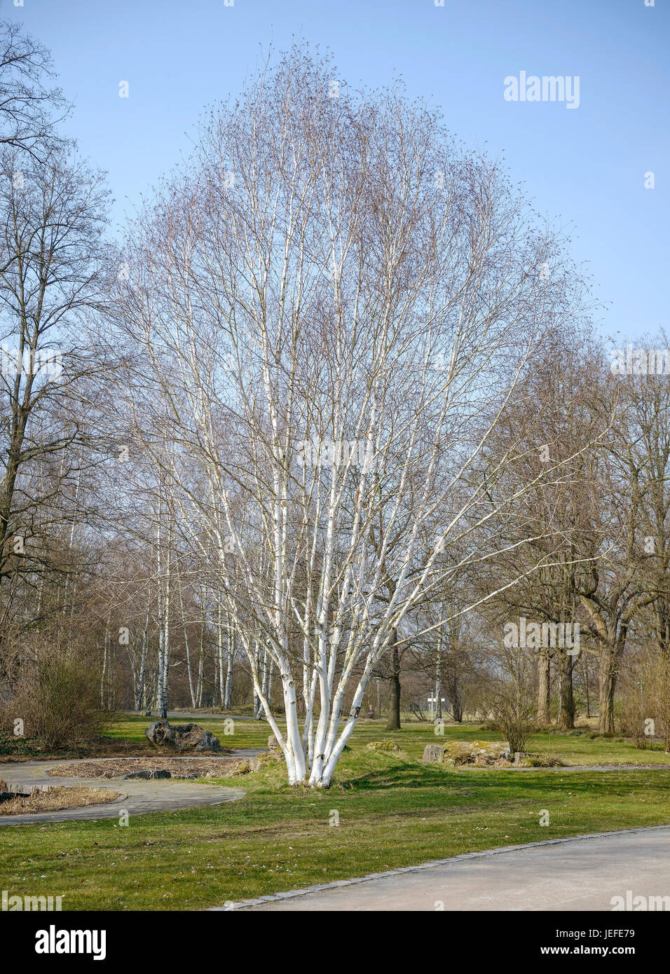 Birke doorenbos hi-res stock photography and images - Alamy