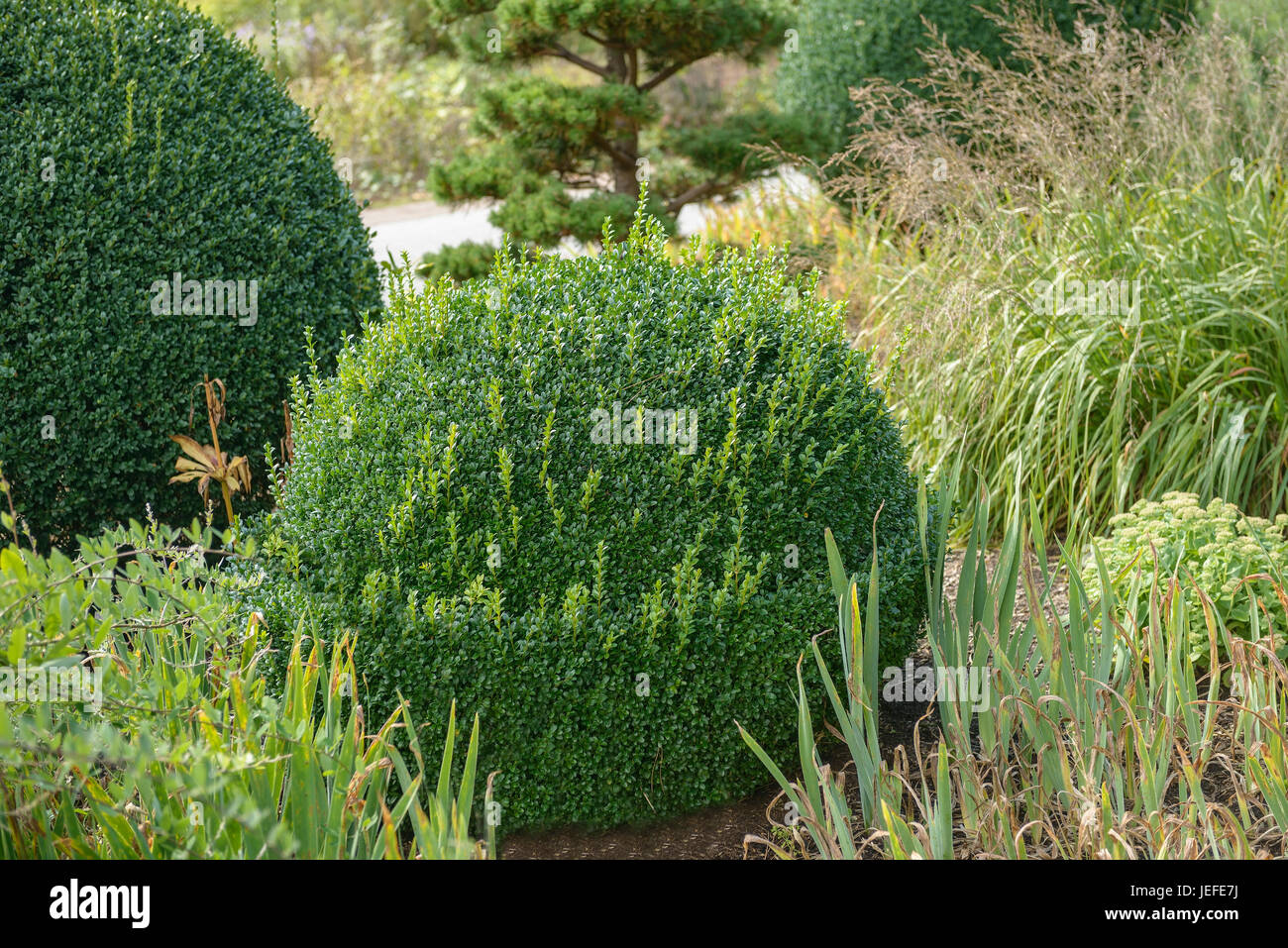 Europaischer buchsbaum hi-res stock photography and images - Alamy