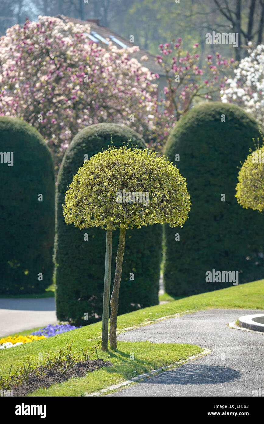 Cornus Mascula Stock Photos & Cornus Mascula Stock Images - Alamy