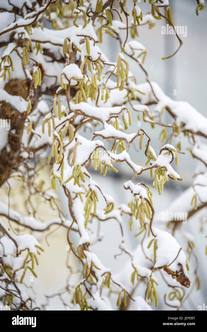 Corkscrew hazel, Corylus avellana Contorta , Korkenzieher-Hasel ...