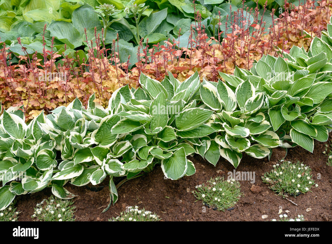 Funkie, Hosta Francee , Funkie (Hosta 'Francee' Stock Photo - Alamy
