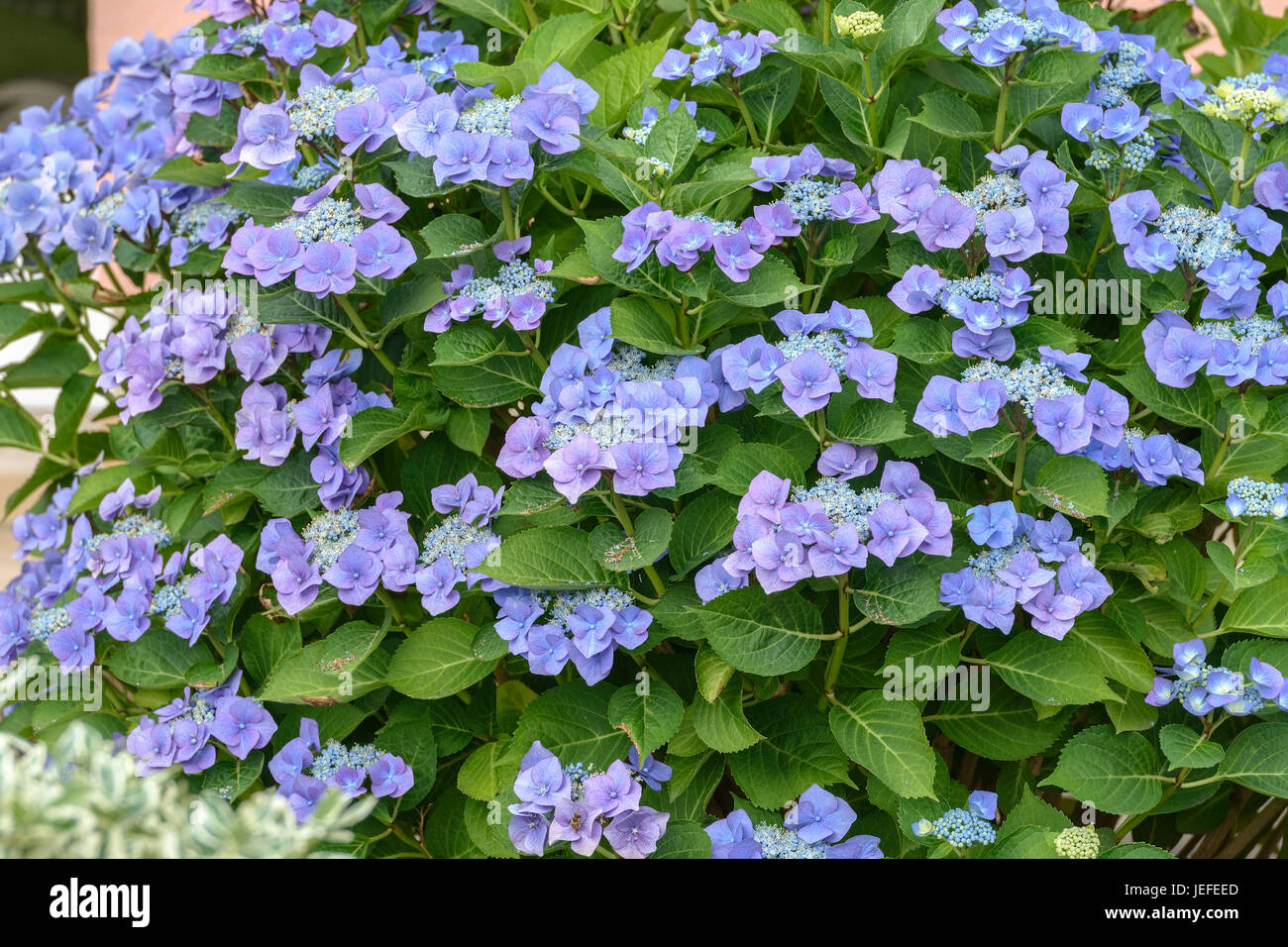 Plate hydrangea, Hydrangea macrophylla blue tit , Teller-Hortensie ...