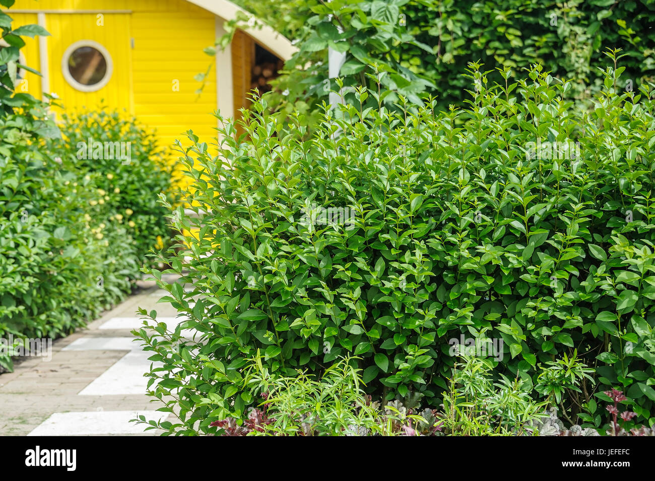 Privet, Ligustrum ovalifolium , Liguster (Ligustrum ovalifolium Stock ...