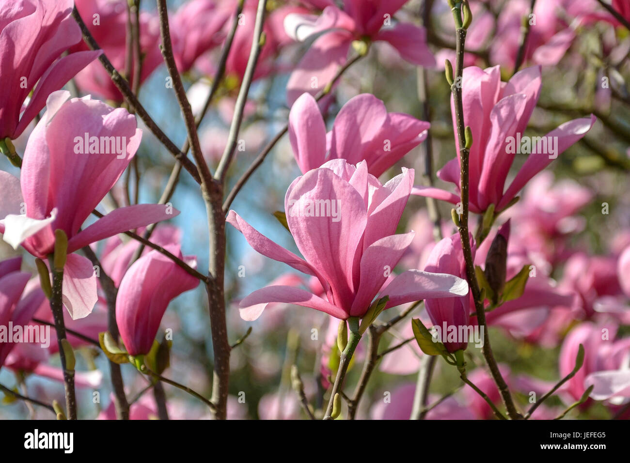 Magnolia, Magnolia Galaxy , Magnolie (Magnolia 'Galaxy' Stock Photo - Alamy
