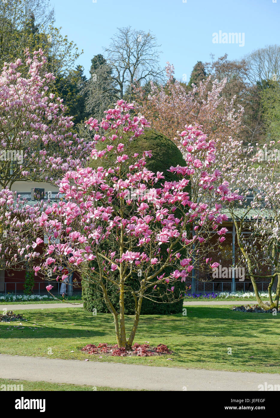 Magnolia, Magnolia Galaxy , Magnolie (Magnolia 'Galaxy' Stock Photo - Alamy